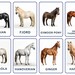 Ultimate Animal Breeds Flashcard Bundle, Including Snake Breeds, Dog ...