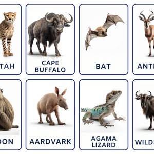 Flashcard Bundle of Animals of the World Bundle Includes Wild Animals ...