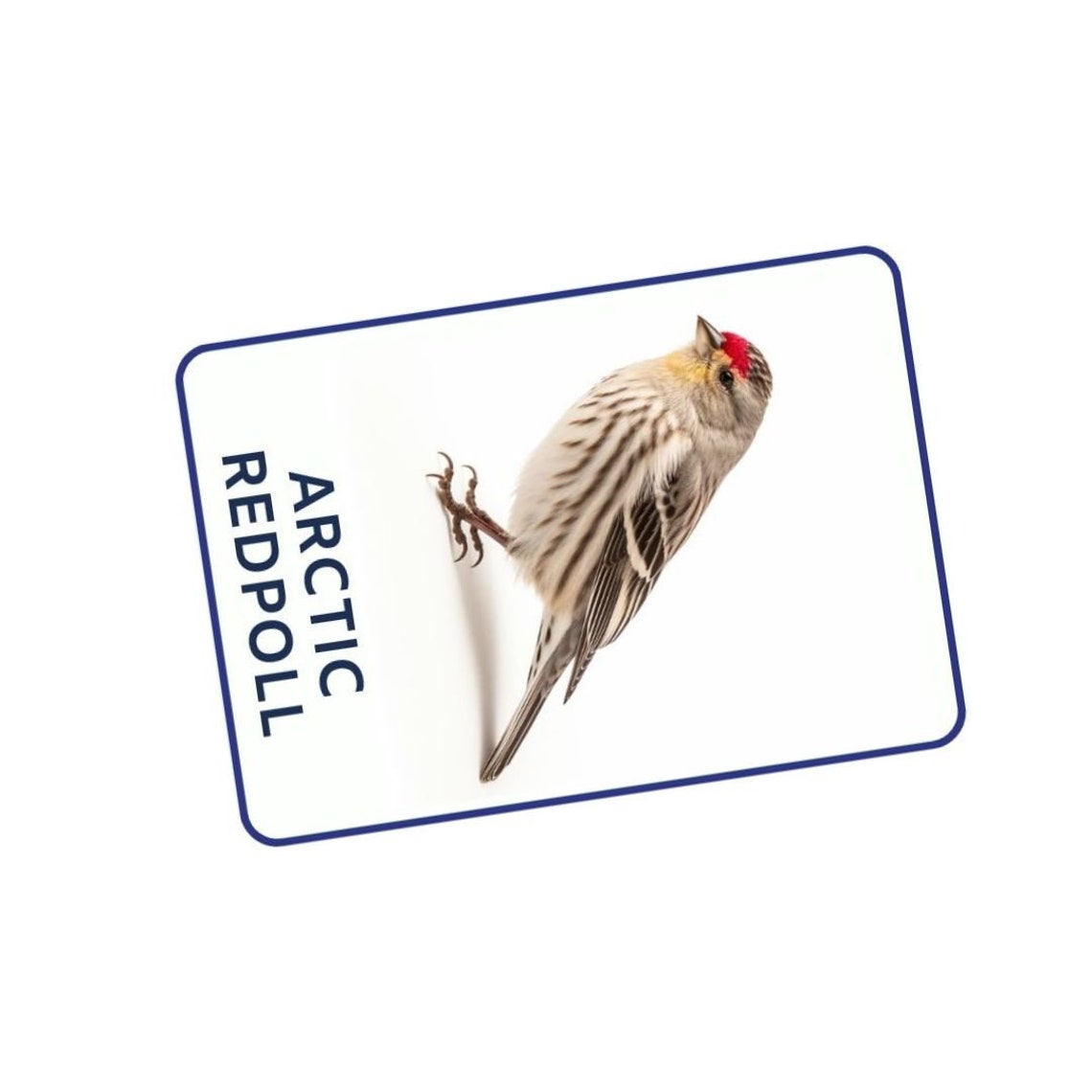 32 Winter Birds Flashcards, Kids Printable, Nomenclature Cards, Toddler ...