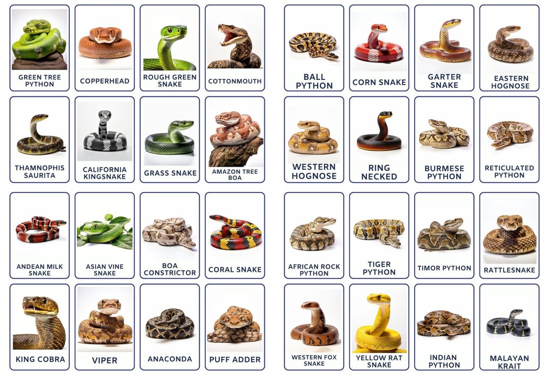 32 Snakes Flashcards, Kids Printable, Nomenclature Cards, Toddler ...