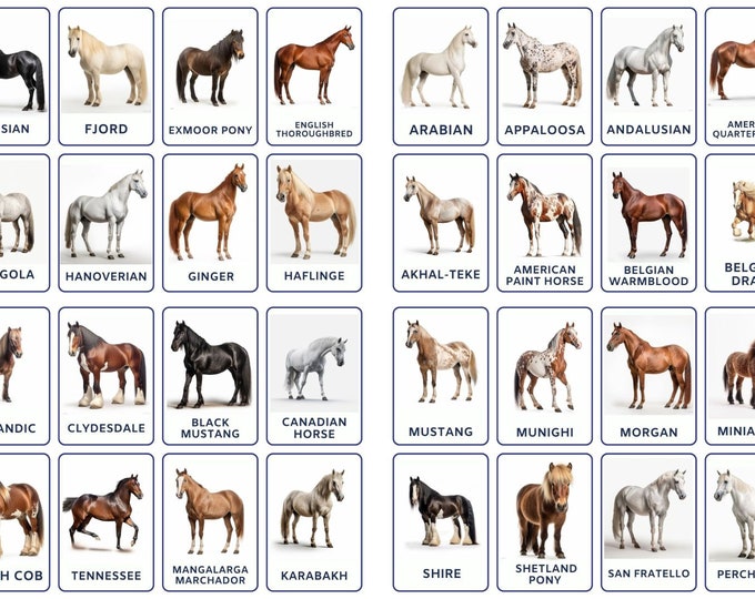 Horse Breeds Alphabet / A-Z Poster | Horse Lover Gift | Horse Breeds ...