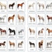 Discover 32 Horse Breeds Flashcards, Montessori-inspired, Printable ...