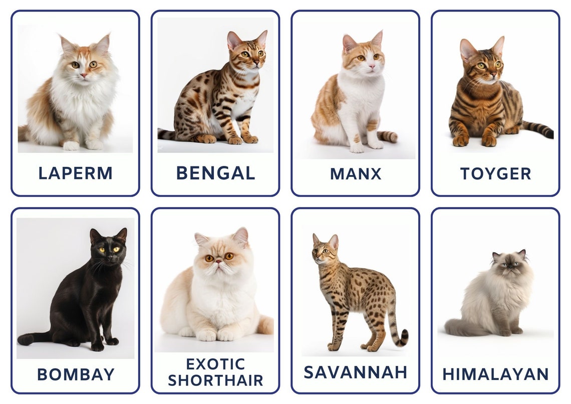 Ultimate Animal Breeds Flashcard Bundle, Including Snake Breeds, Dog ...