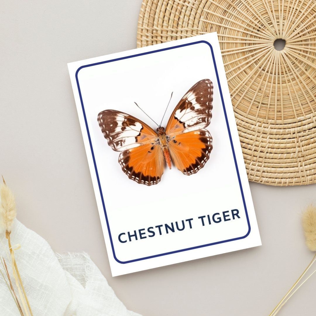 Explore Butterflies With 32 Montessori Flash Cards, Nomenclature ...
