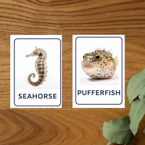 Engage Kids With 32 Ocean Animals Flashcards, Montessori Materials ...