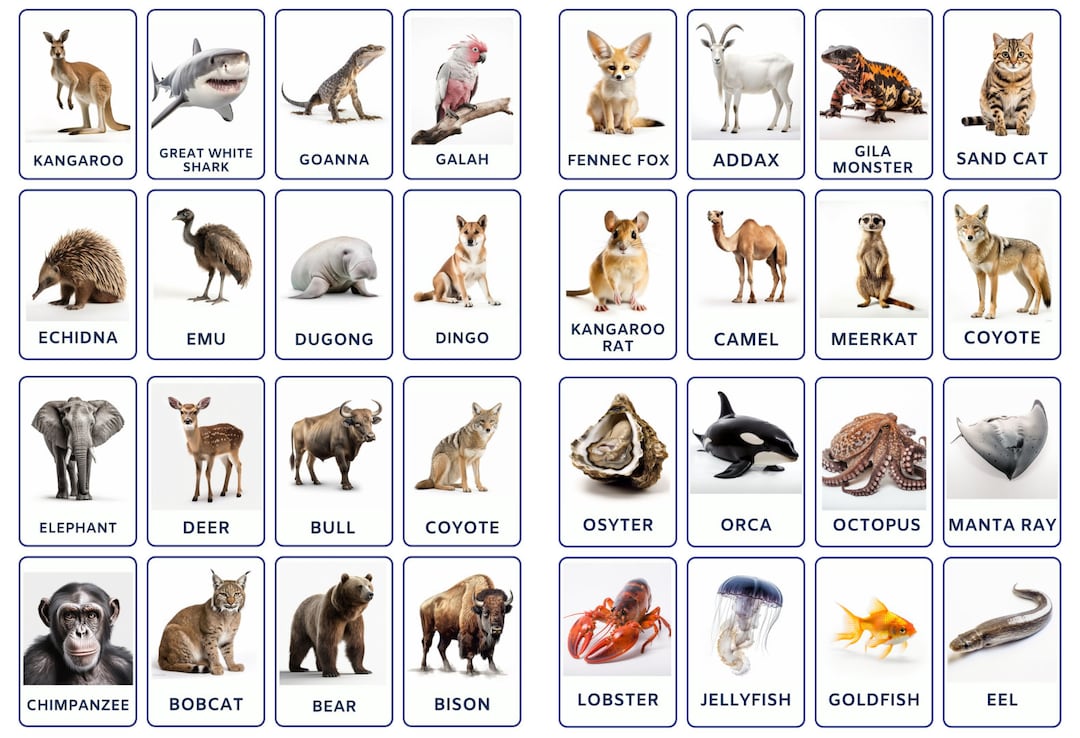 Flashcard Bundle of Animal Safari Bundle Includes Ocean Animals, Forest ...