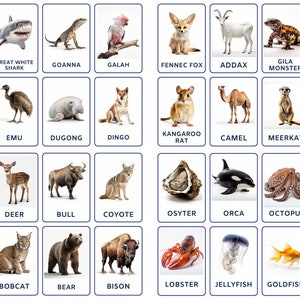 Flashcard Bundle of Animal Safari Bundle Includes Ocean Animals, Forest ...