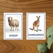 Discover 32 Mammals With Our Montessori Flashcards. Printable PDF Cards ...