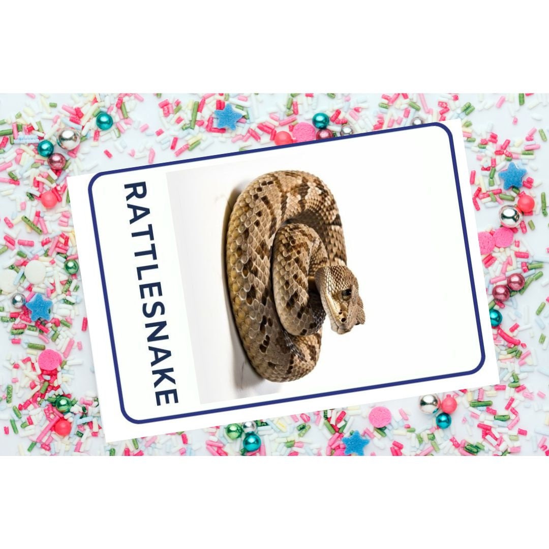 Explore Desert Wonders, 32 Desert Animals Flashcards for Kids and ...