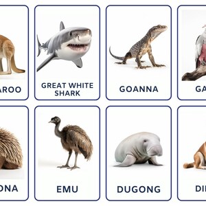 Flashcard Bundle of Animal Safari Bundle Includes Ocean Animals, Forest ...