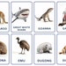 Flashcard Bundle of Animal Safari Bundle Includes Ocean Animals, Forest ...