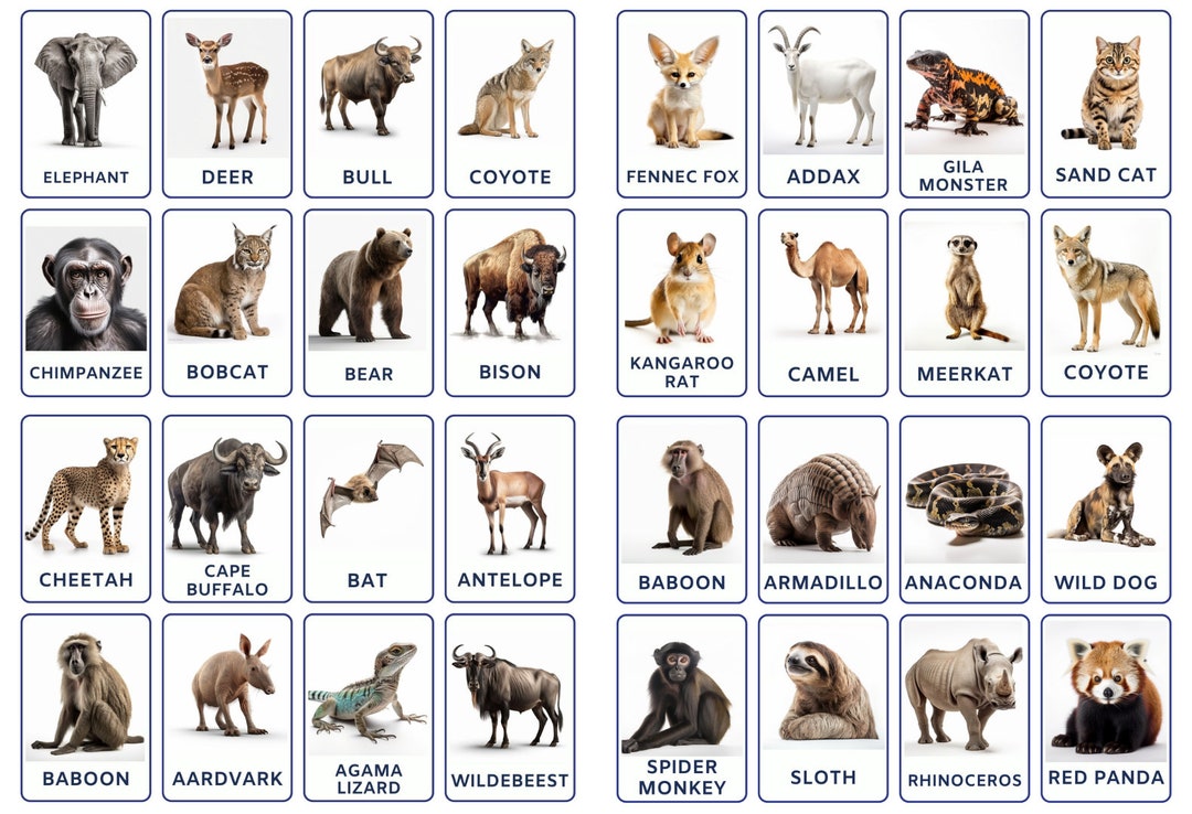 Flashcard Bundle of Wild World Bundle Including Safari Animals, Wild ...
