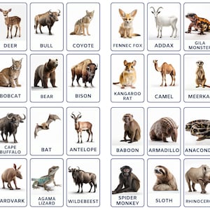 Flashcard Bundle of Wild World Bundle Including Safari Animals, Wild ...