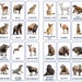Flashcard Bundle of Wild World Bundle Including Safari Animals, Wild ...