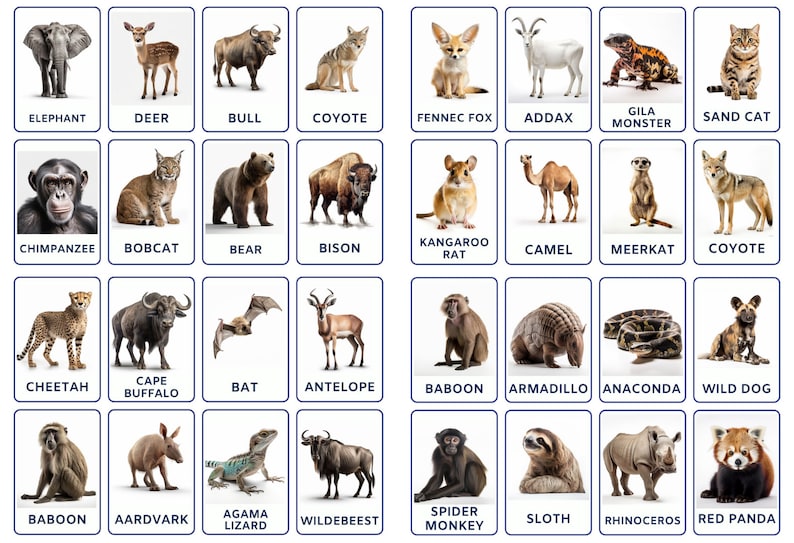 Flashcard Bundle of Wild World Bundle Including Safari Animals, Wild ...