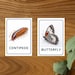 32 Insects Flash Cards, Montessori Flash Cards, Preschool Activity ...