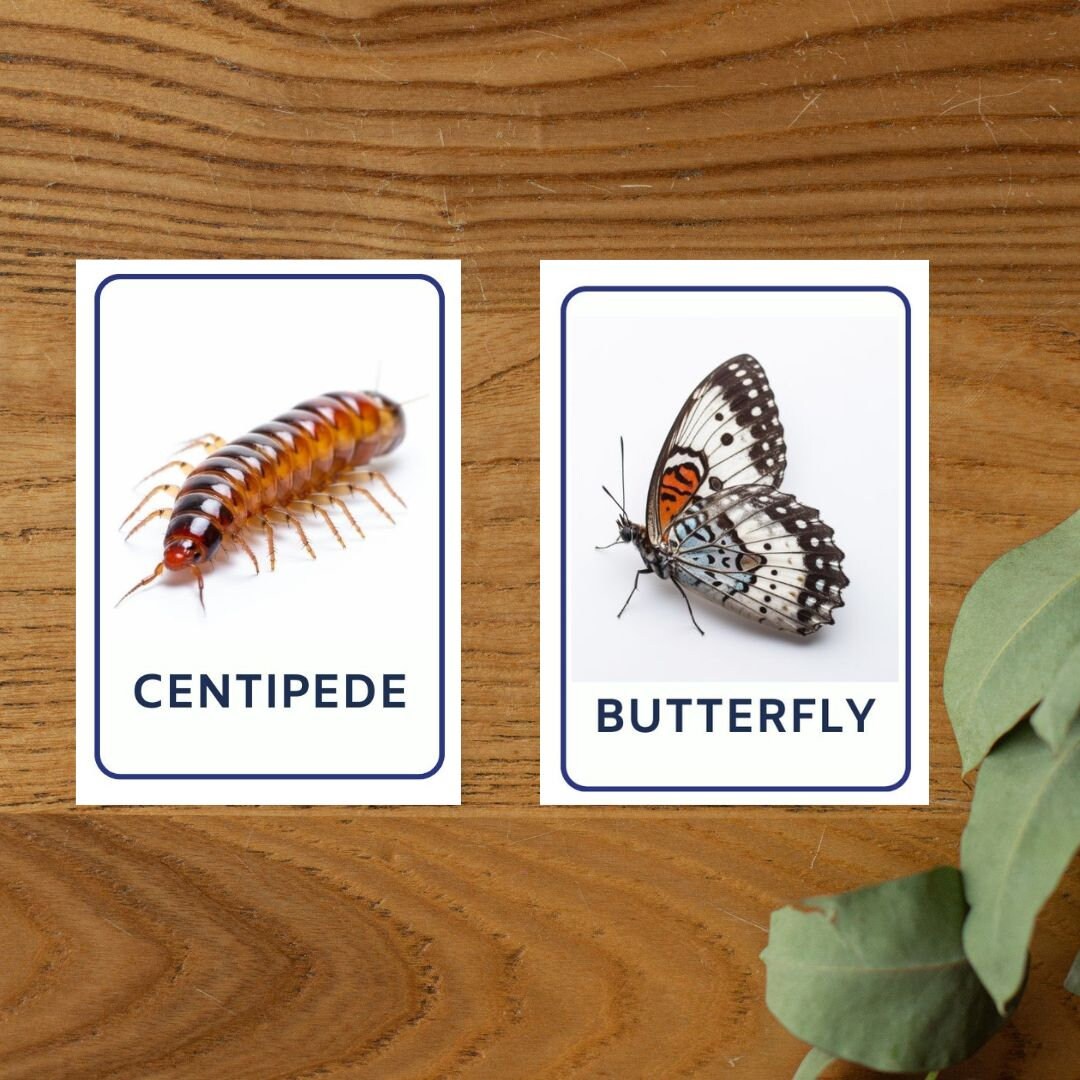 32 Insects Flash Cards, Montessori Flash Cards, Preschool Activity ...