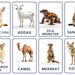 Flashcard Bundle of Wild World Bundle Including Safari Animals, Wild ...