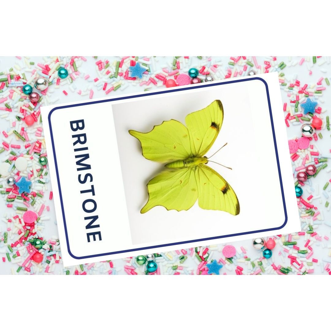 Explore Butterflies With 32 Montessori Flash Cards, Nomenclature ...