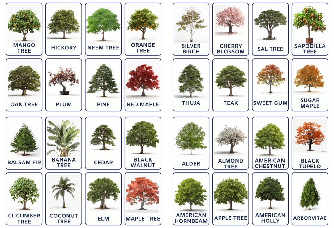 TREES (real Pictures) - 32 Editable Montessori Cards, Nomenclature ...