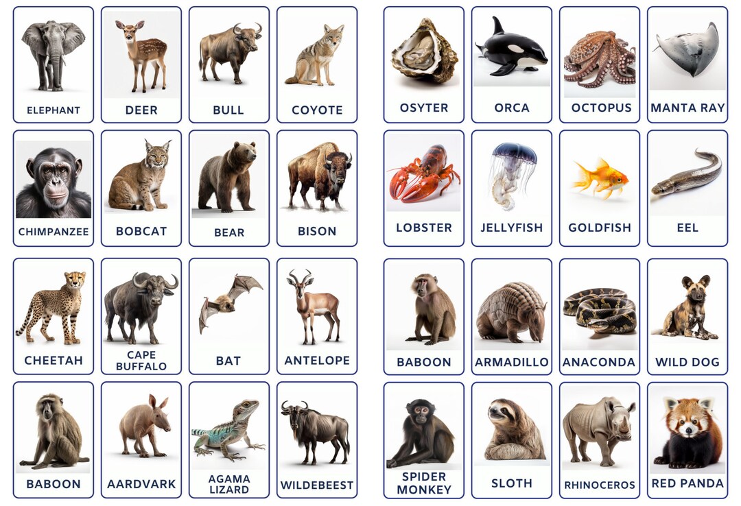 Flashcard Bundle of Animals and Nature Bundle Includes African Animals ...