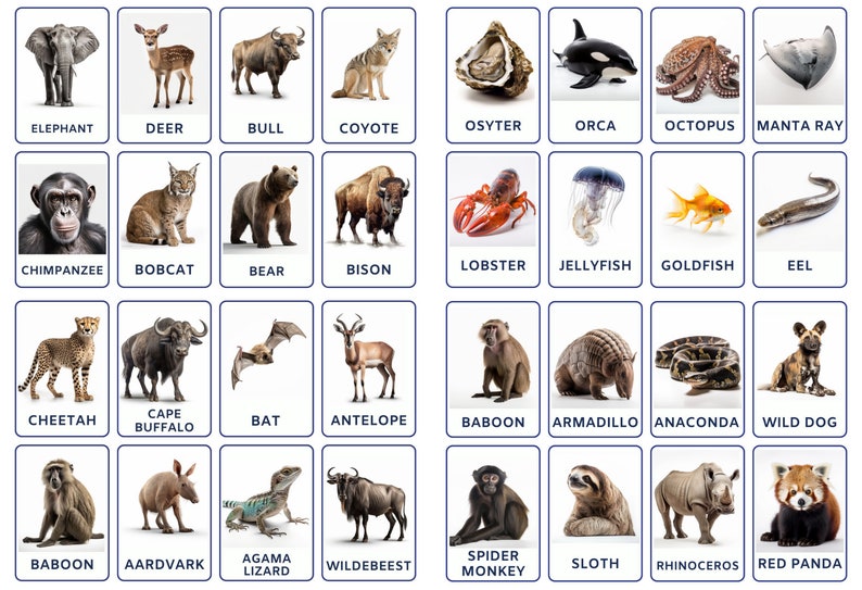 Flashcard Bundle of Animals and Nature Bundle Includes African Animals ...