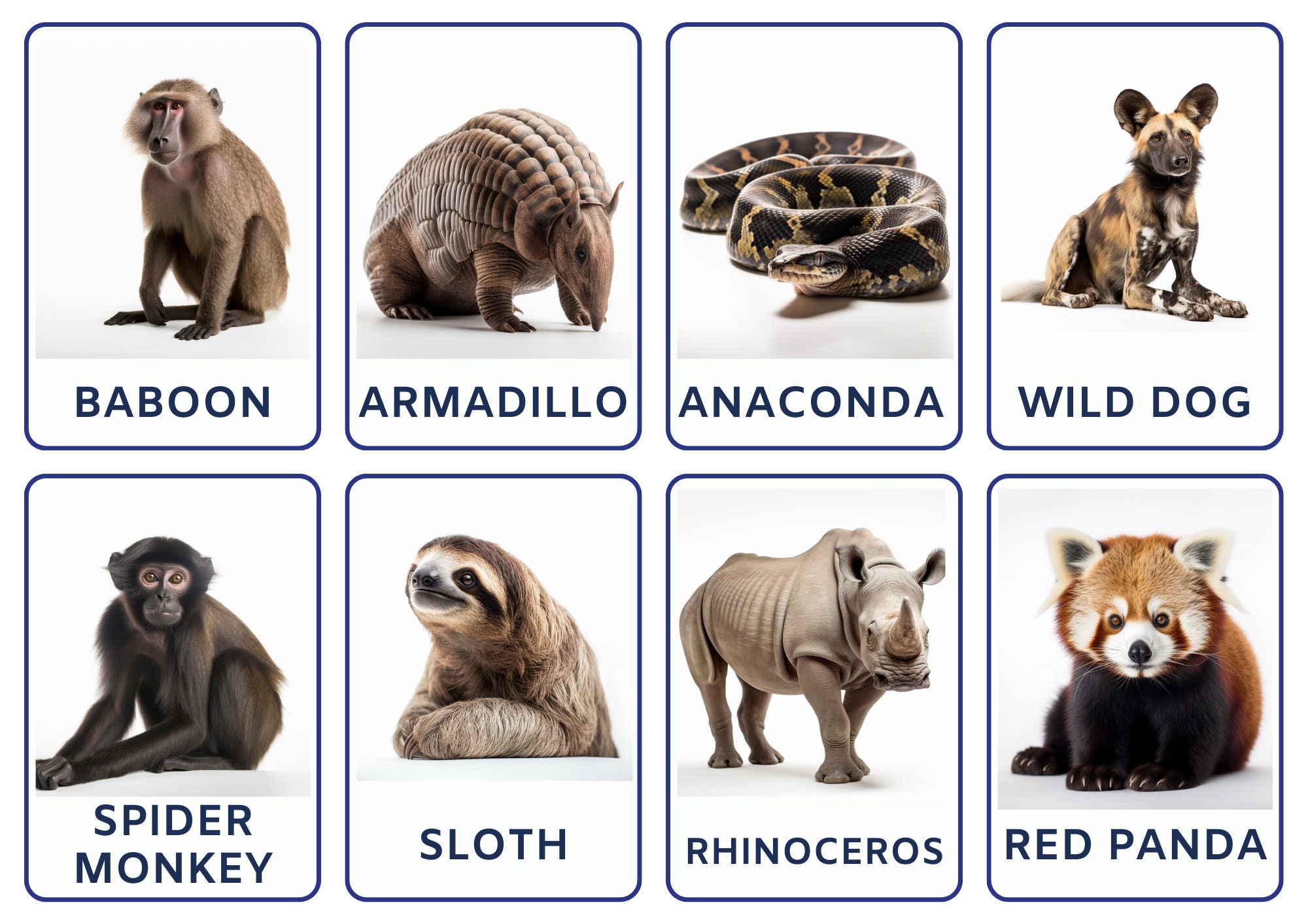 Flashcard Bundle of Animals and Nature Bundle Includes African Animals ...