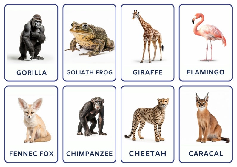 Flashcard Bundle of Animal Kingdom Bundle Includes African Animals ...