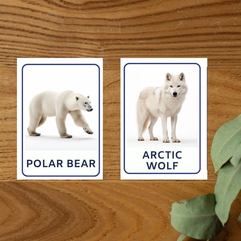 Chill With Arctic Friends, 32 Arctic Animals Flashcards for Kids and ...