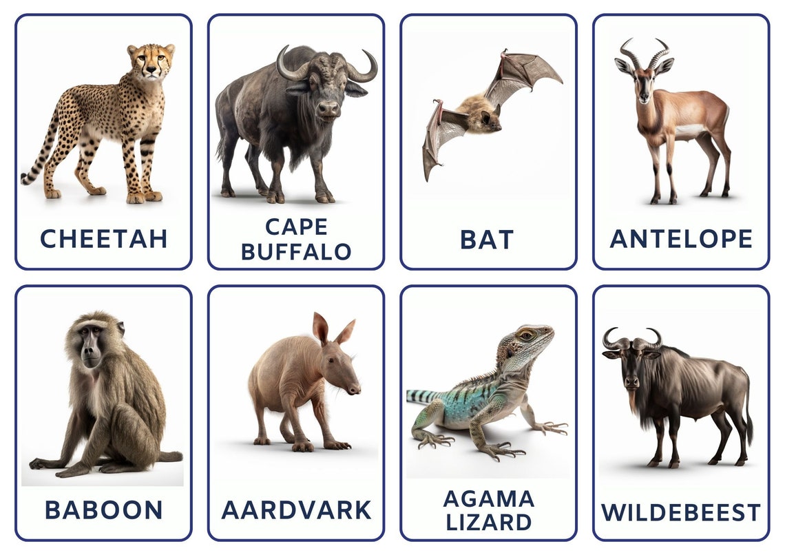 Safari and Jungle Animal Flashcards, Zoo, Woodland, Wild Animals ...