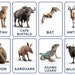 Safari and Jungle Animal Flashcards, Zoo, Woodland, Wild Animals ...