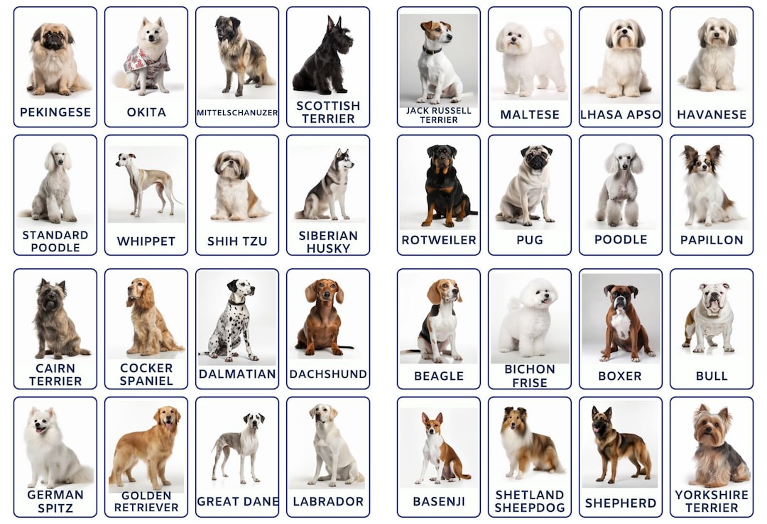Explore Dog Breeds 32 Montessori Flashcards With Real Pictures ...