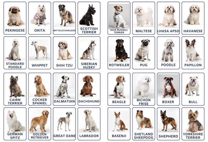 Explore Dog Breeds 32 Montessori Flashcards With Real Pictures ...