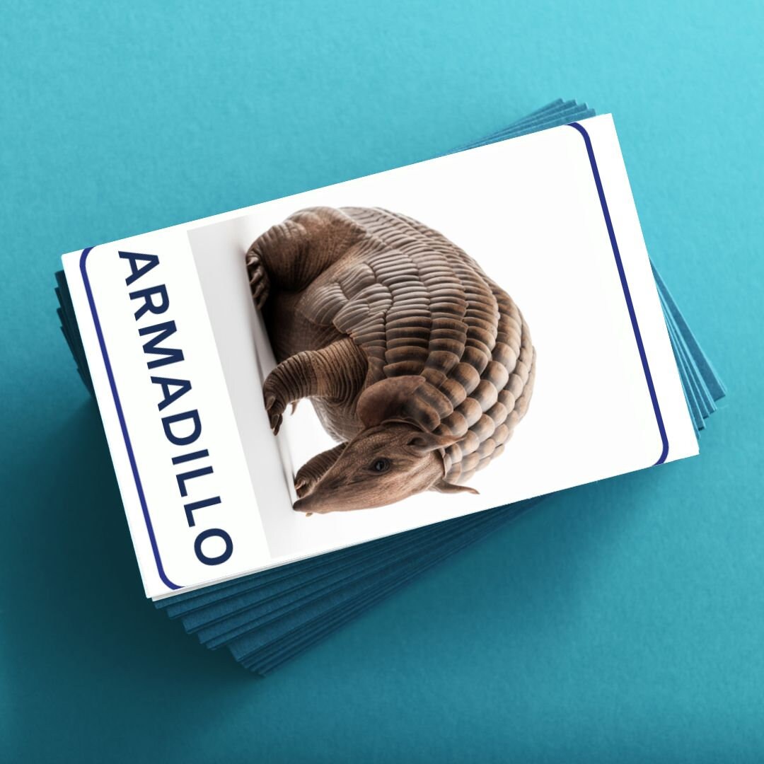Découvrez les animaux de la jungle ! 32 cartes Montessori avec PDF ...