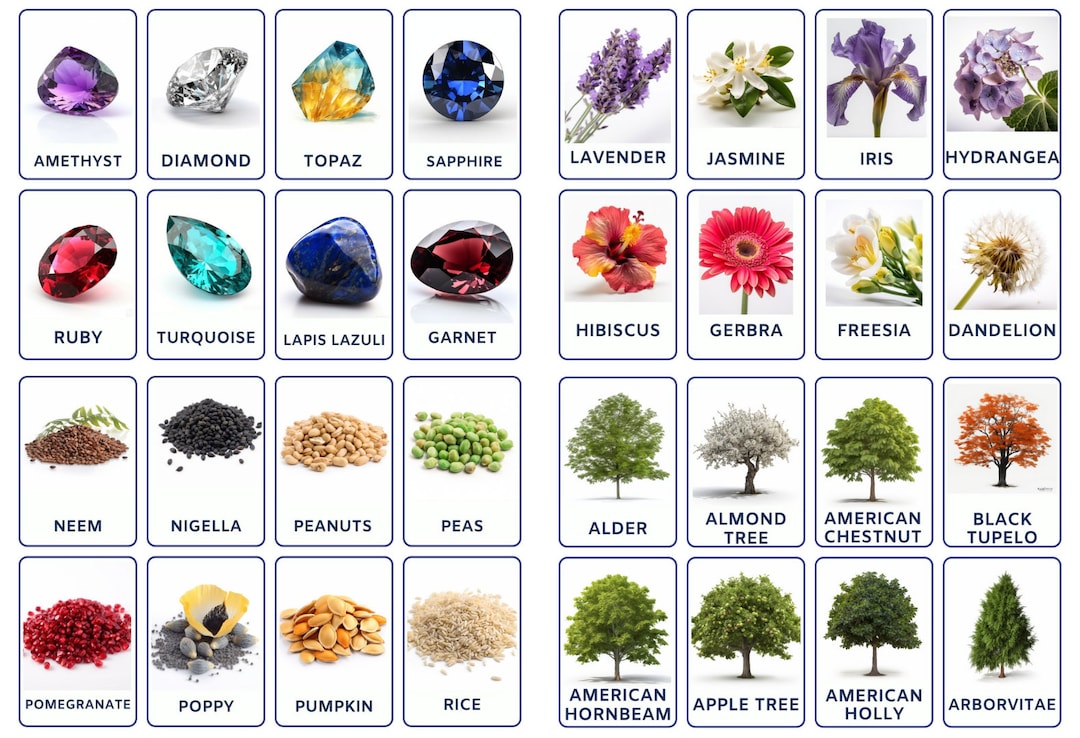 Life Essential Elements Flashcard Bundle, Including Seeds Flashcard ...