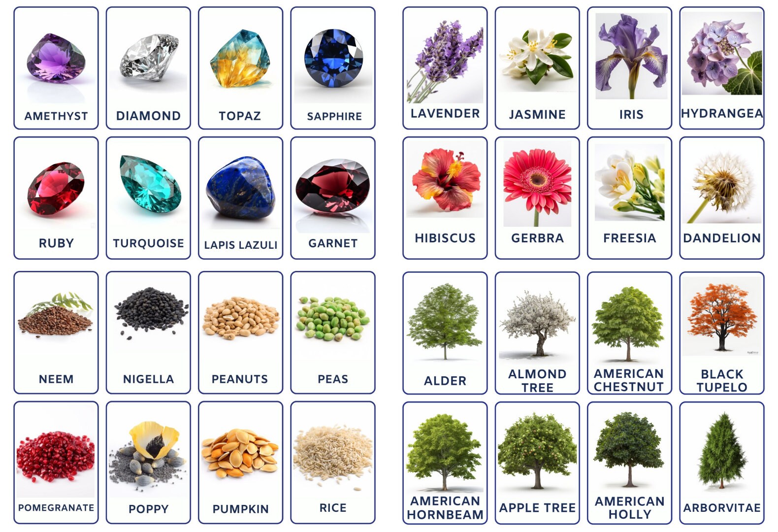 Life Essential Elements Flashcard Bundle, Including Seeds Flashcard ...