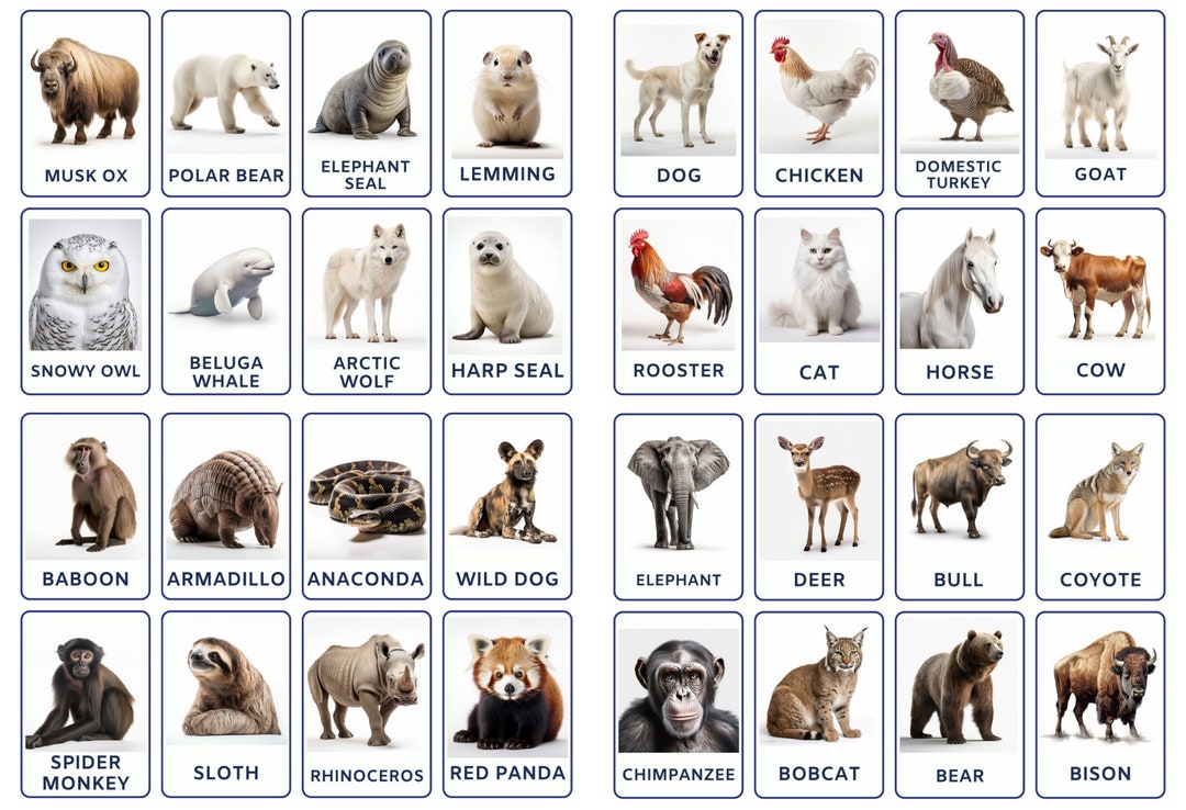 Flashcard Bundle of Animal Kingdom Bundle Includes African Animals ...
