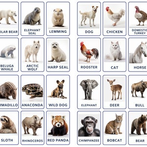 Flashcard Bundle of Animal Kingdom Bundle Includes African Animals ...