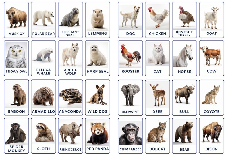 Flashcard Bundle of Animal Kingdom Bundle Includes African Animals ...