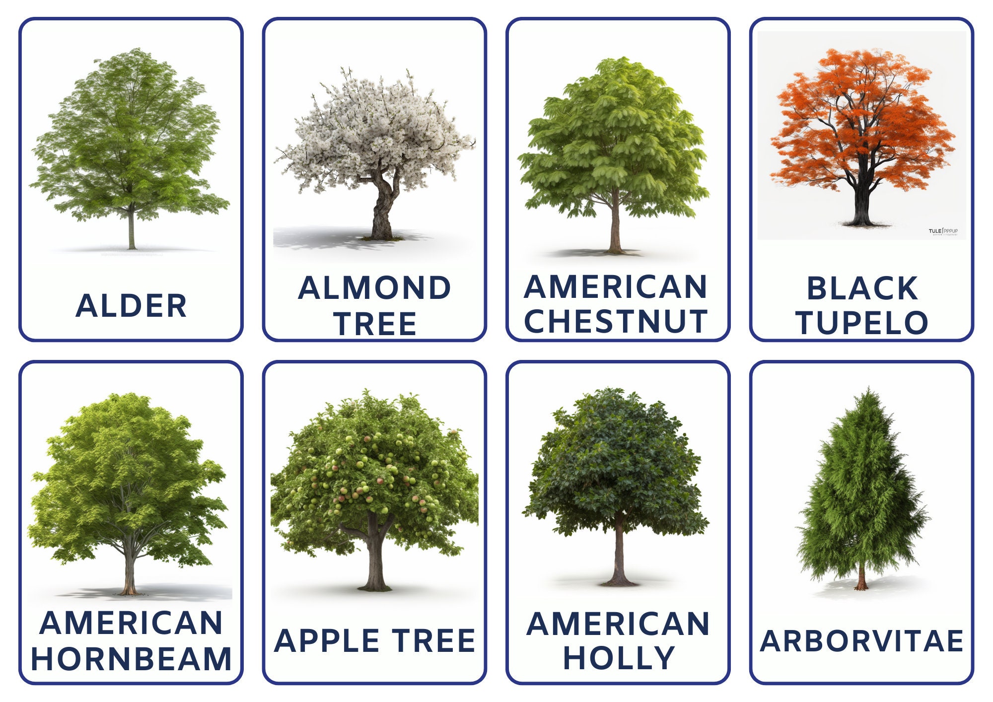 Life Essential Elements Flashcard Bundle, Including Seeds Flashcard ...