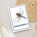 32 Insects Flash Cards, Montessori Flash Cards, Preschool Activity ...