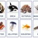 Flashcard Bundle of Animal Safari Bundle Includes Ocean Animals, Forest ...
