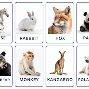 Safari and Jungle Animal Flashcards, Zoo, Woodland, Wild Animals ...