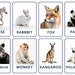 Safari and Jungle Animal Flashcards, Zoo, Woodland, Wild Animals ...