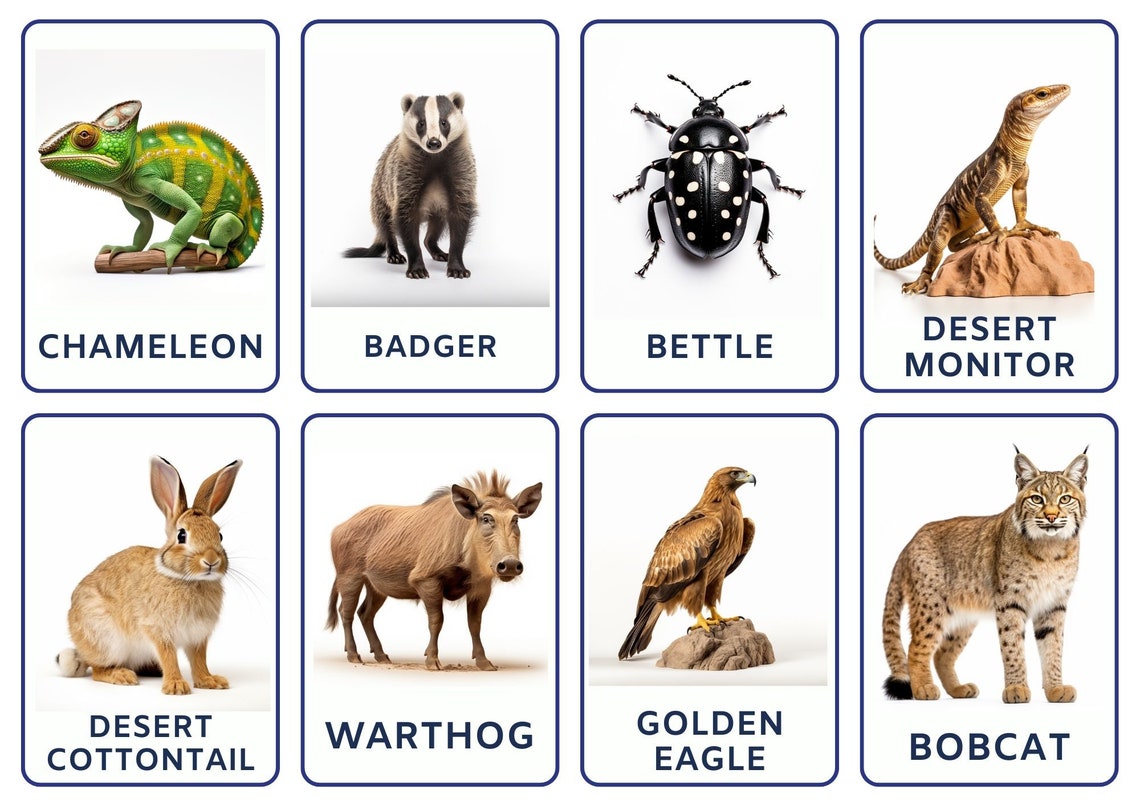 Explore the Outdoors With Our Flashcard Bundle, Safari, Ocean, Jungle ...