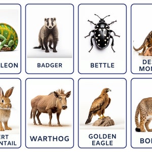 Explore the Outdoors With Our Flashcard Bundle, Safari, Ocean, Jungle ...