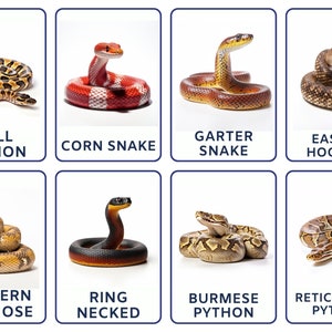 Ultimate Animal Breeds Flashcard Bundle, Including Snake Breeds, Dog ...