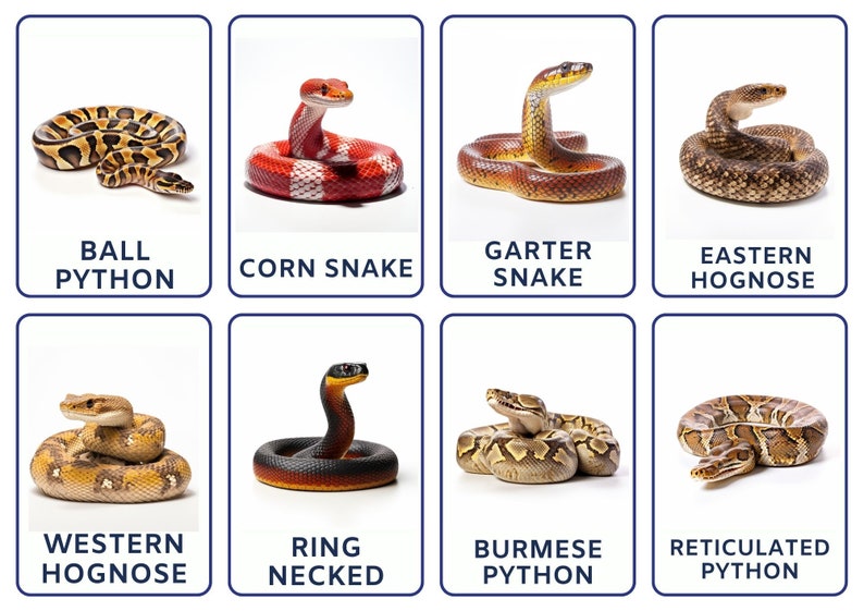 Ultimate Animal Breeds Flashcard Bundle, Including Snake Breeds, Dog ...