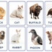 Flashcard Bundle of Woodland Animal Bundle Includes Farm Animals ...