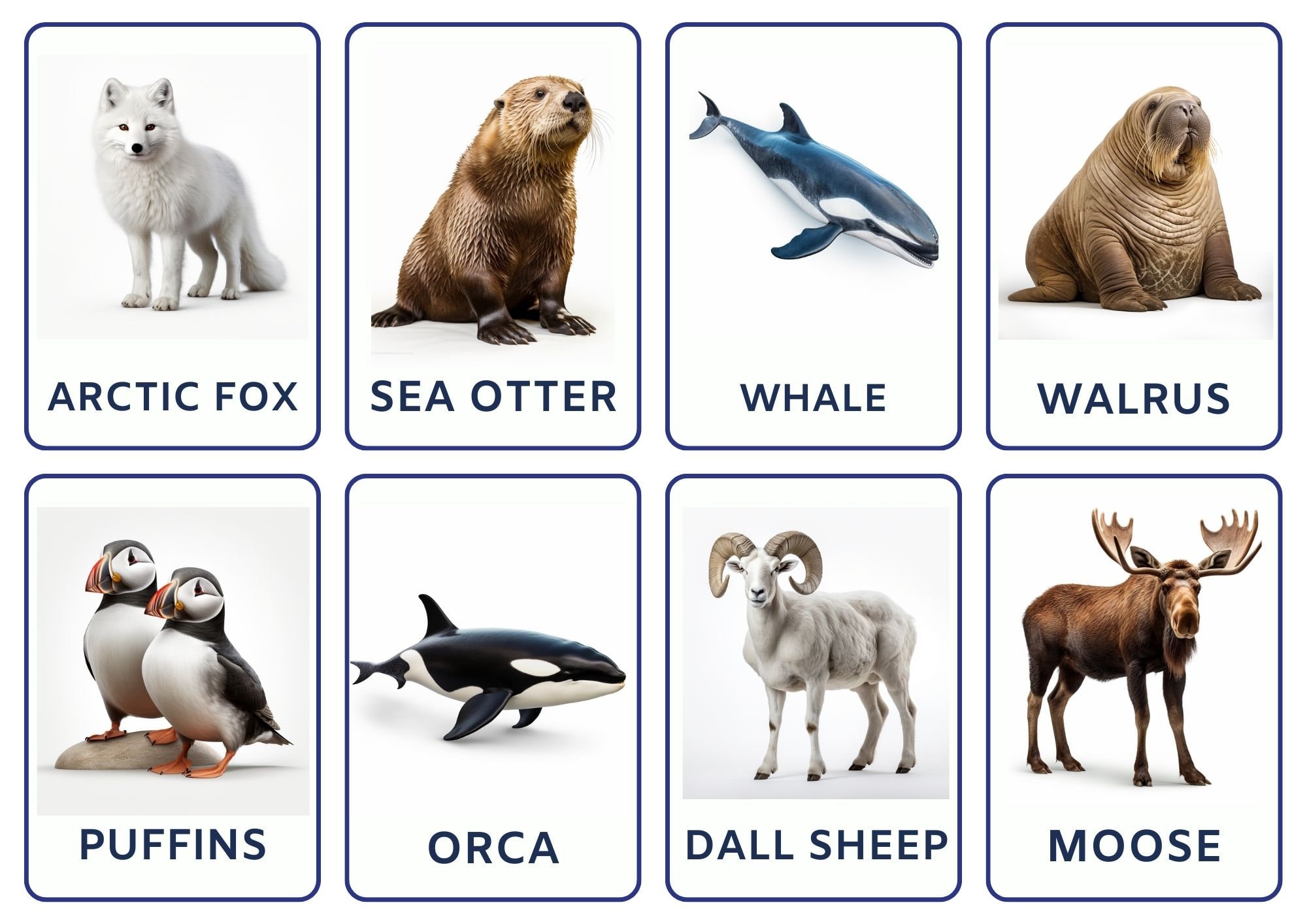 Bundle of Animal Flashcards, Arctic, African, Amphibians and Reptiles ...